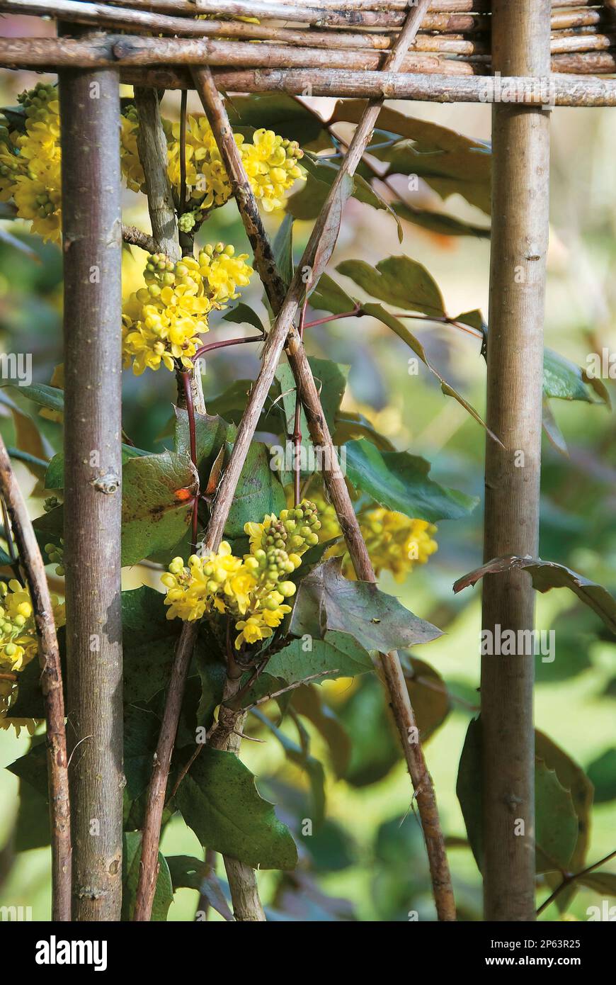 Spring flowering cimber on rustic trellis Stock Photo - Alamy