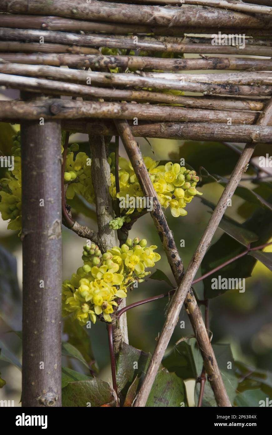 Spring flowering cimber on rustic trellis Stock Photo - Alamy