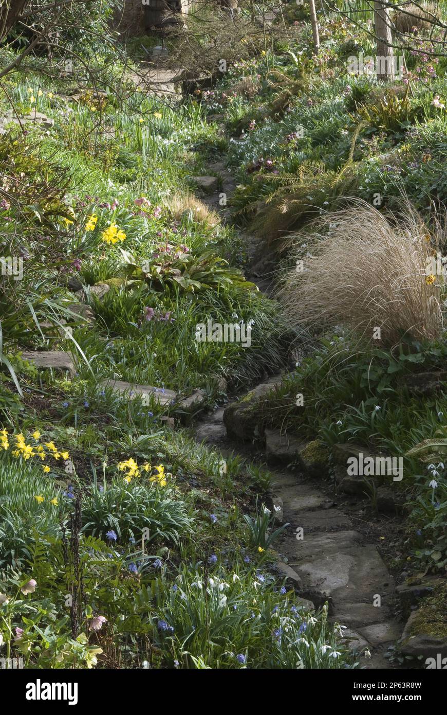 winding stone path in country cottage garden with spring flowers ...