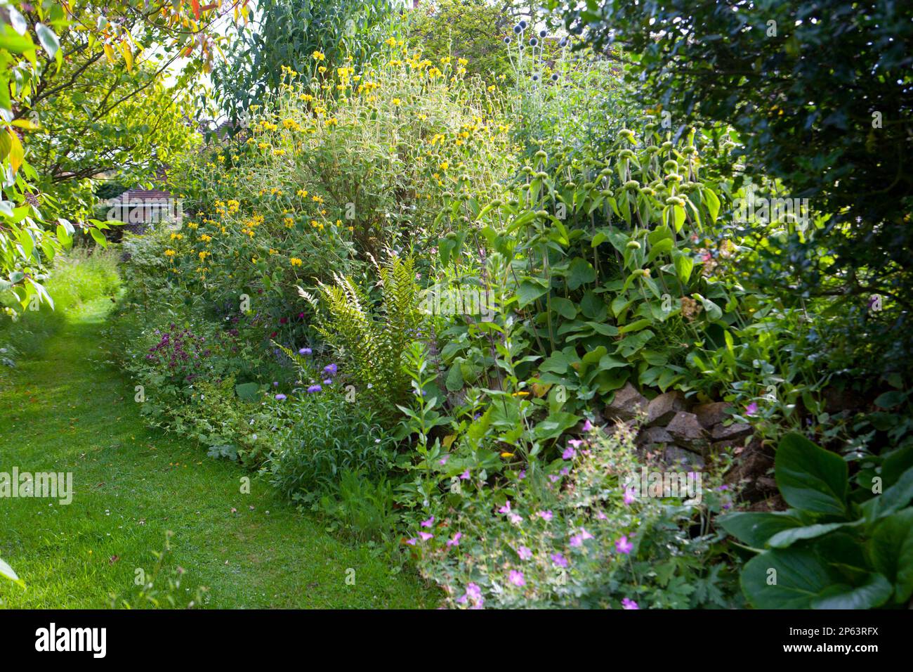 mown pathway curves around tall summer flower border Stock Photo - Alamy