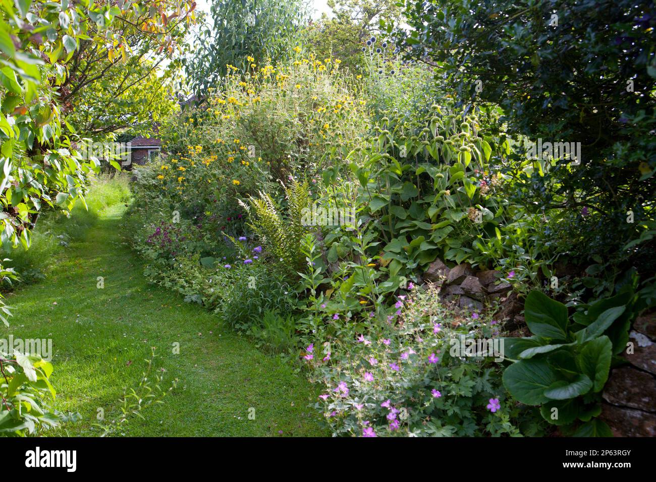 mown pathway curves around tall summer flower border Stock Photo - Alamy
