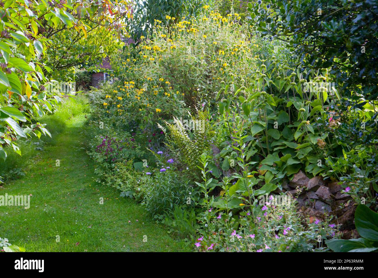 mown pathway curves around tall summer flower border Stock Photo - Alamy