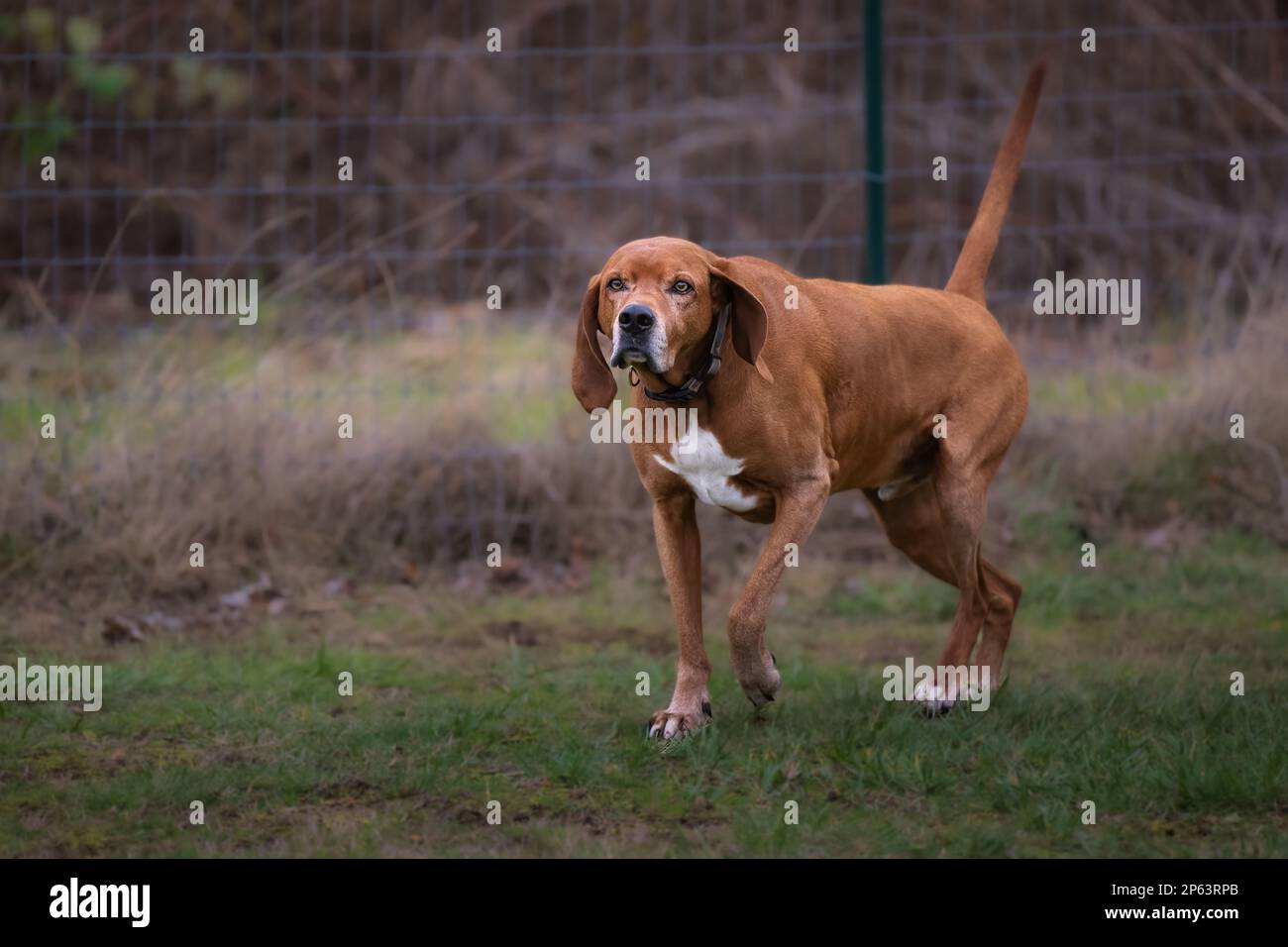 An adorable hound dog is pictured standing in a lush, grassy field ...