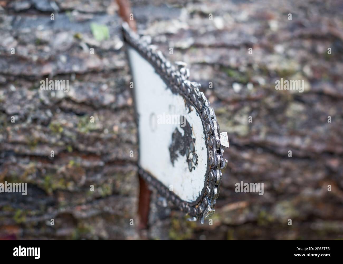 Close-up shot of chainsaw blade cut into hardwood log Stock Photo - Alamy