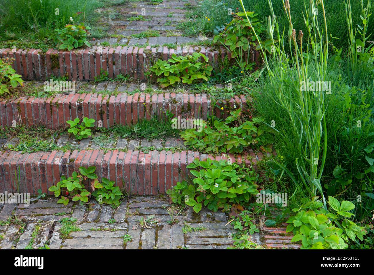 Garden steps creeping hi-res stock photography and images - Alamy