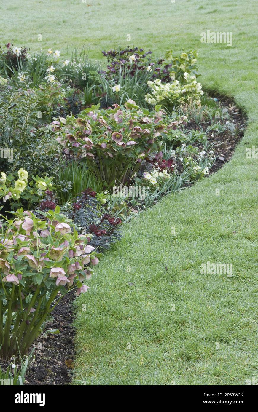curved trimmed lawn and flowering border spring garden Stock Photo - Alamy