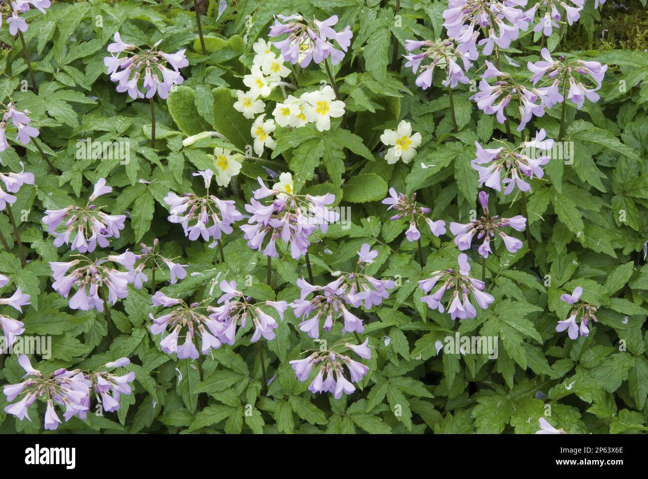 spring flowers white and yellow primula and purple bells garden Stock ...