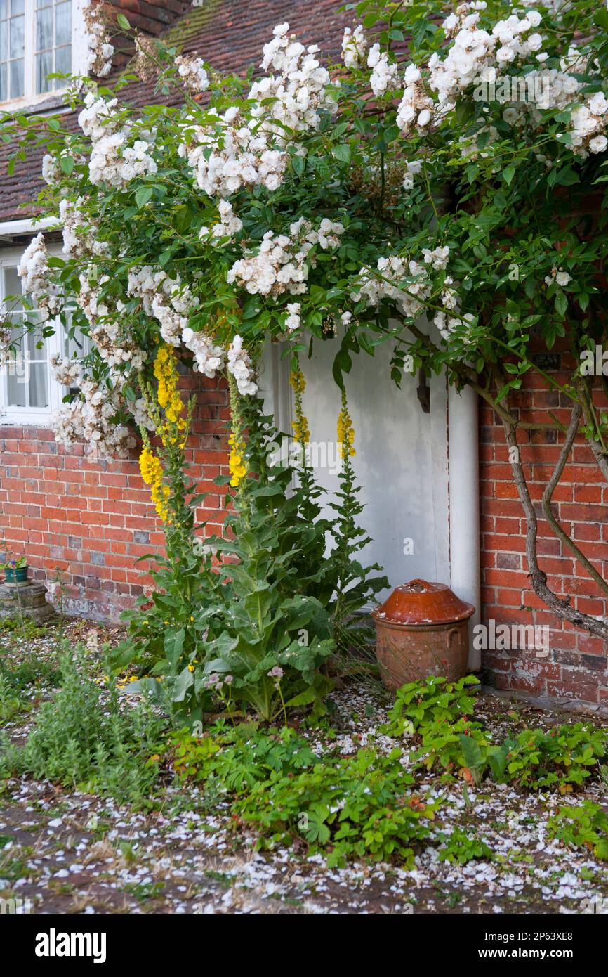 Pretty plant combination of white Iceberg roses and yellow hollyhocks ...