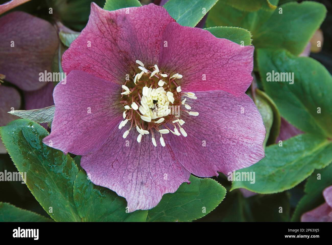 purple hellebore spring garden flowers Stock Photo - Alamy