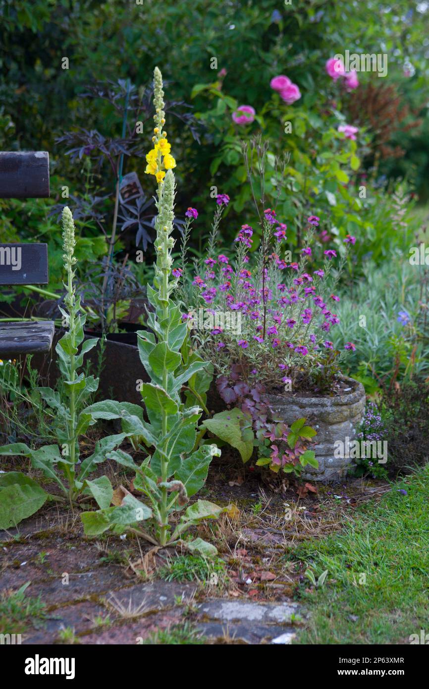 Tall flower combination hi-res stock photography and images - Alamy