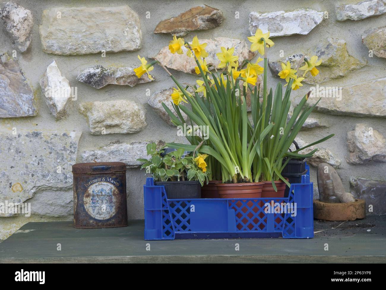 pots of daffodils narcissi in bright blue plastic tray against rock ...
