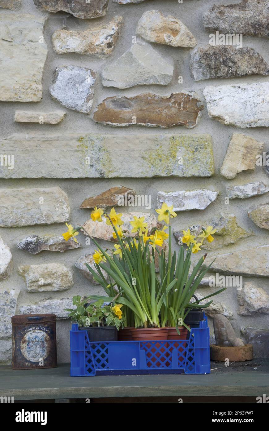 pots of daffodils narcissi in bright blue plastic tray against rock ...