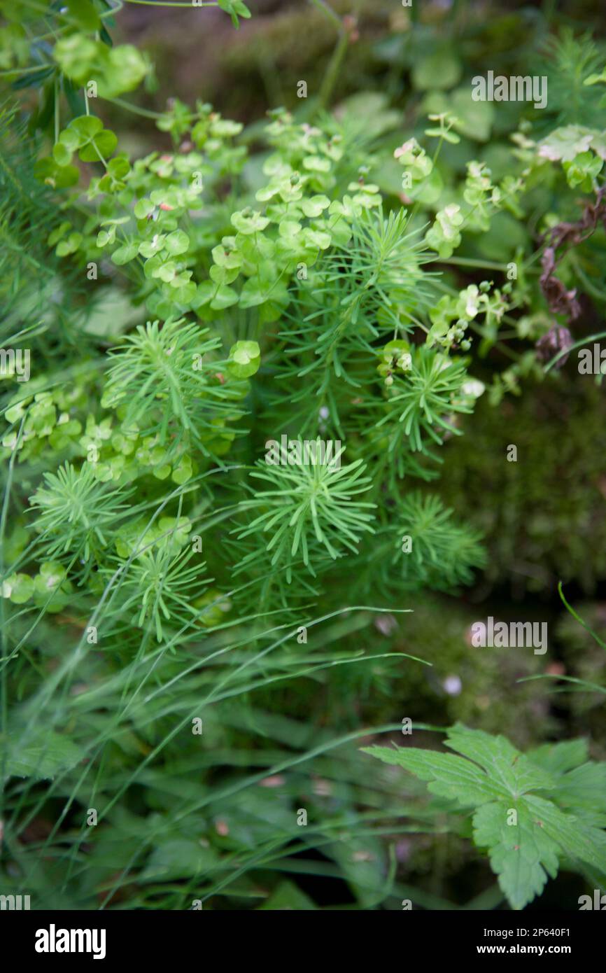 Pleasing shapes hi-res stock photography and images - Alamy