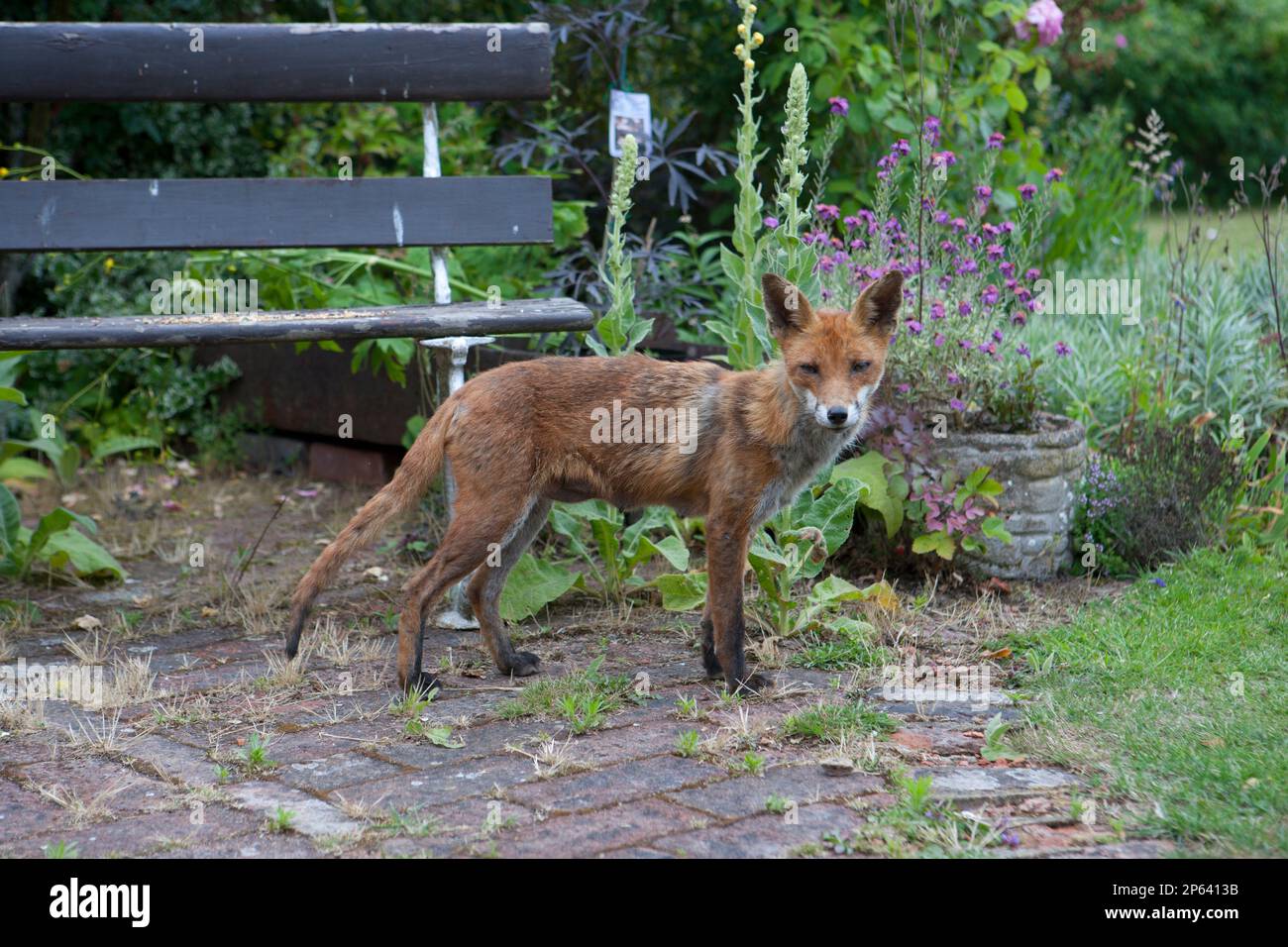 Cheeky fox hi-res stock photography and images - Alamy