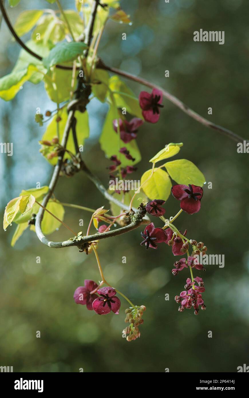 Akebia quinata in flower Stock Photo - Alamy