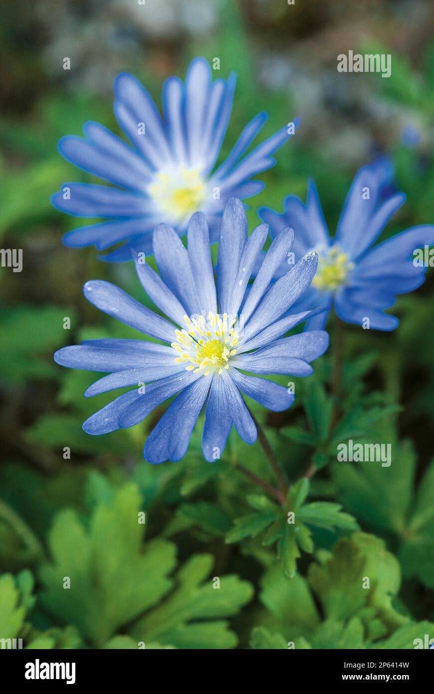 Thin petals hi-res stock photography and images - Alamy