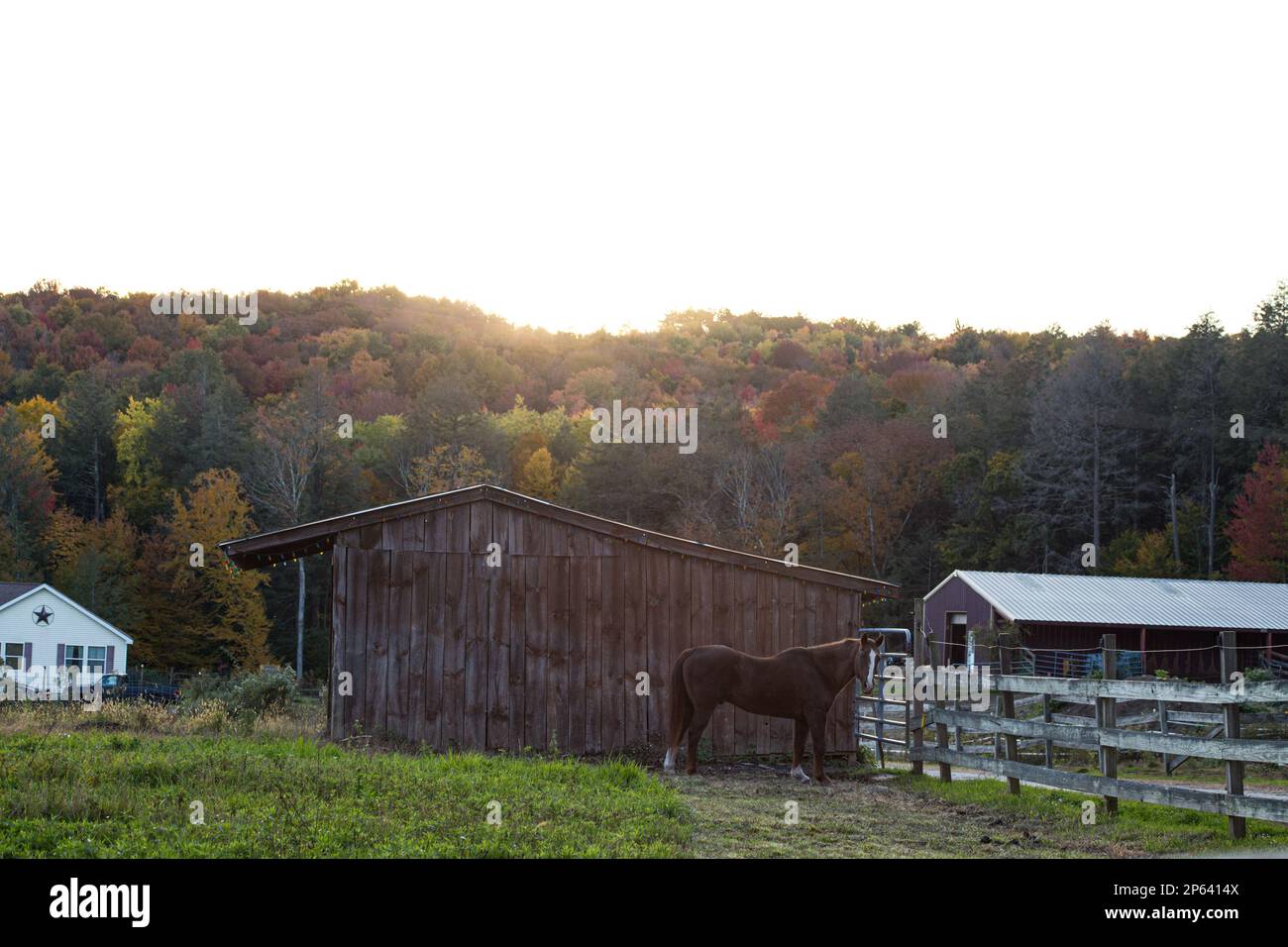 Horse in Front of a Stable with Sunshine Stock Photo - Alamy