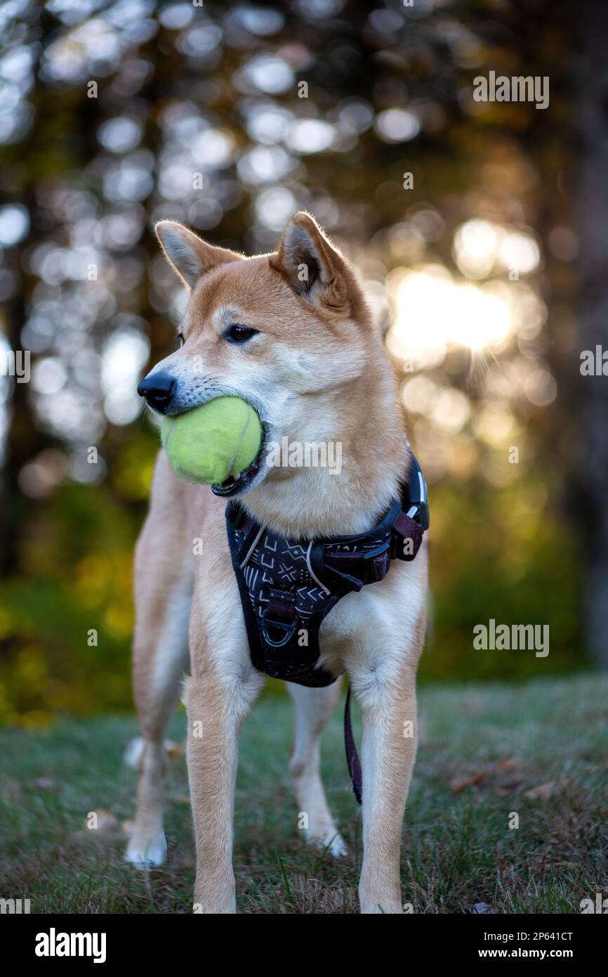 Shiba with Tennis Ball Outside Stock Photo - Alamy