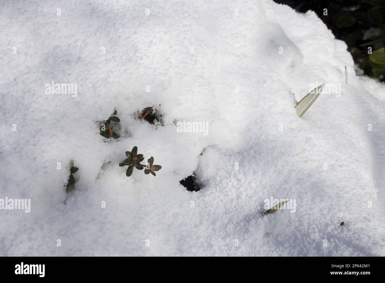 plant poking through ice and snow in ground winter garden Stock Photo ...