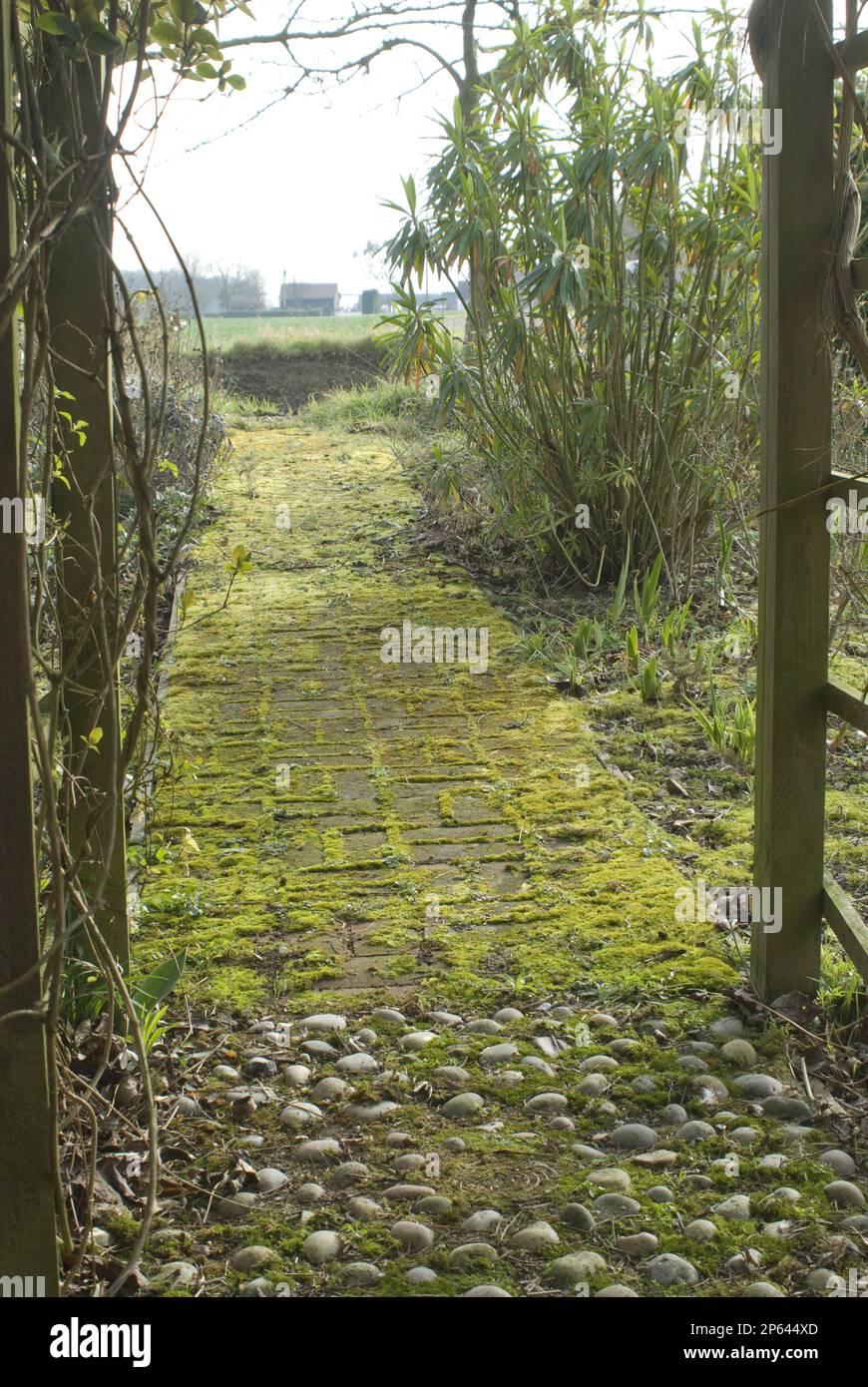 mossy green pathway of cobbles and paving extending through winter ...