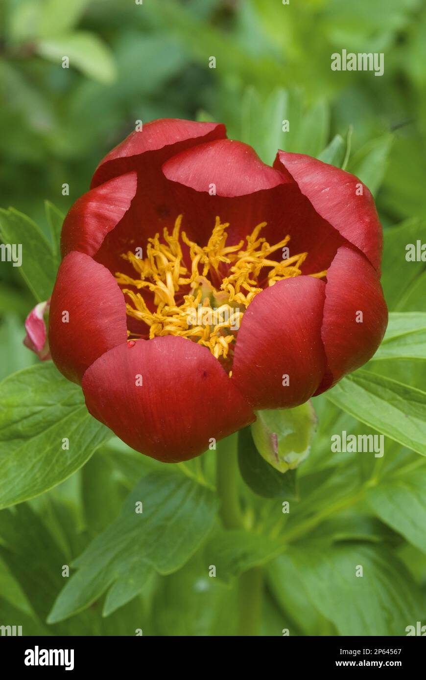 Peony Paeonia peregrina red petals cupping yellow stamens single flower ...