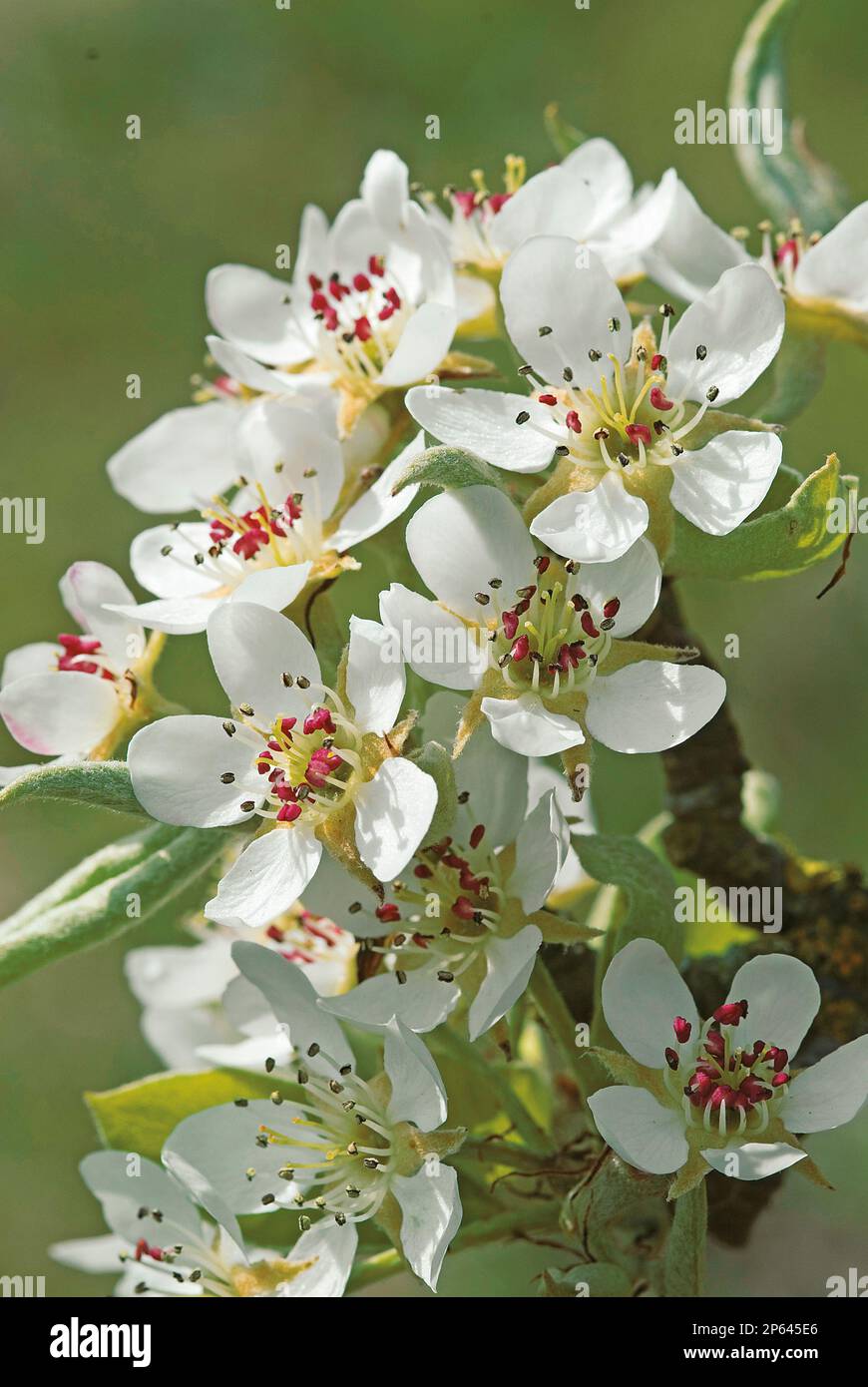 Pear blossom Pyrus communis white flowers spring Stock Photo - Alamy