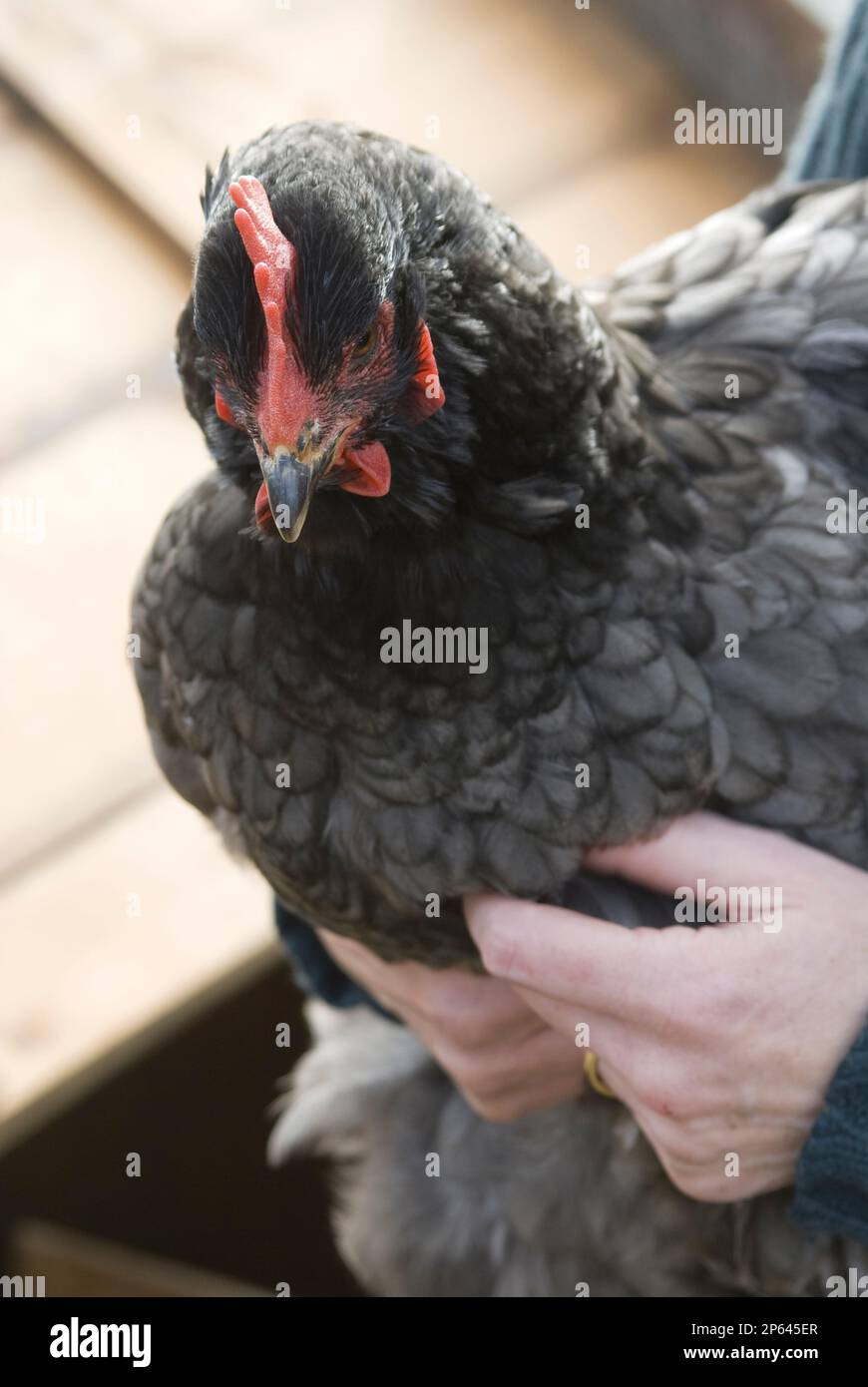 Holding a cochin hen Stock Photo - Alamy