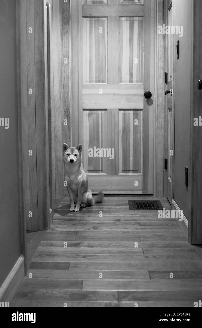 Dog in a Hallway Stock Photo - Alamy