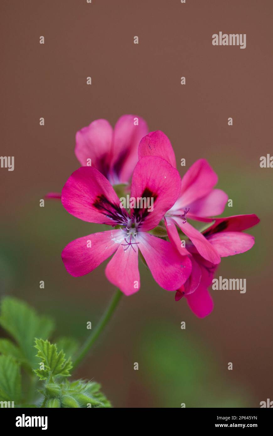 vivid pink red pelargonium flower geranium Stock Photo - Alamy