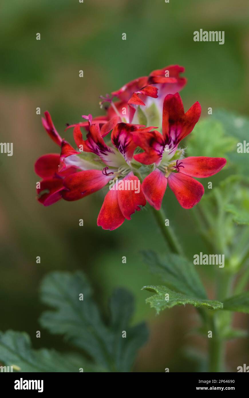 Red pelargonium geranium flower hi-res stock photography and images - Alamy