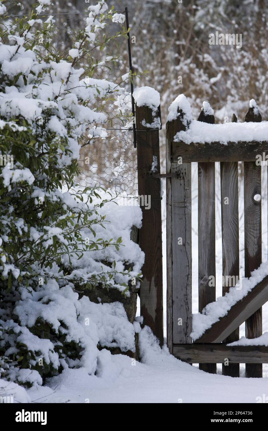 snow on wooden garden gate and fence winter Stock Photo - Alamy