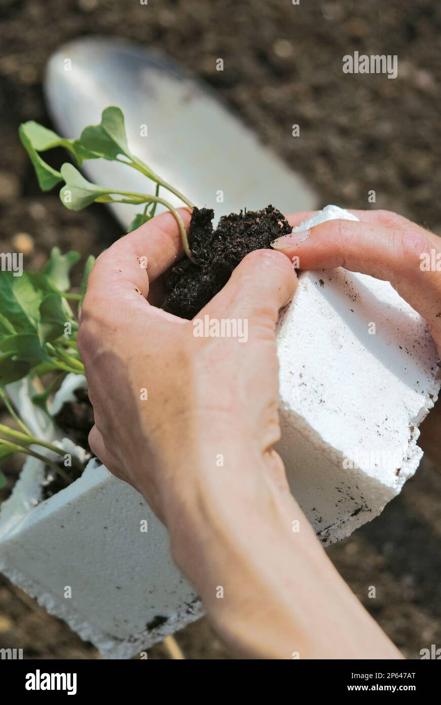 Planting out seedlings pushing root ball out of polystyrene project 1 ...