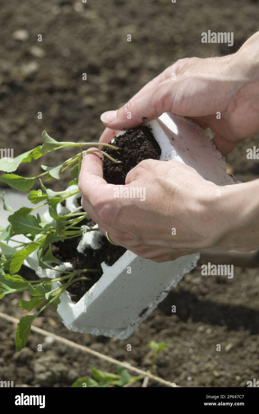 Planting out seedlings pushing root ball out of polystyrene project 2 ...