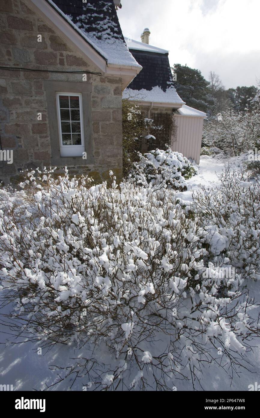 snow on bush in winter garden with house behind Stock Photo - Alamy