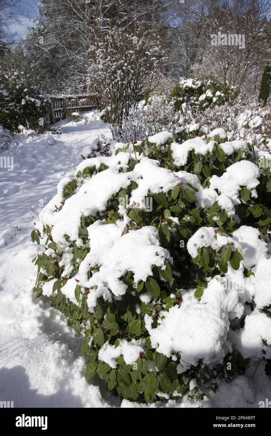 snow on bush in winter garden Stock Photo - Alamy