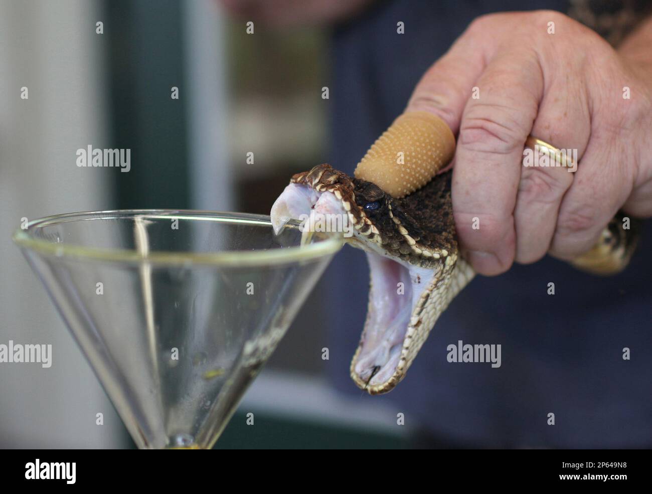 An Eastern diamondback rattlesnake bites down on a vile as it is miked ...
