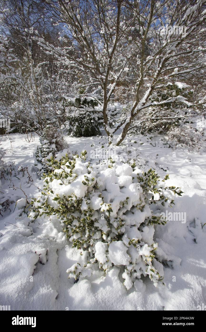snow on bush and tree in winter garden Stock Photo - Alamy