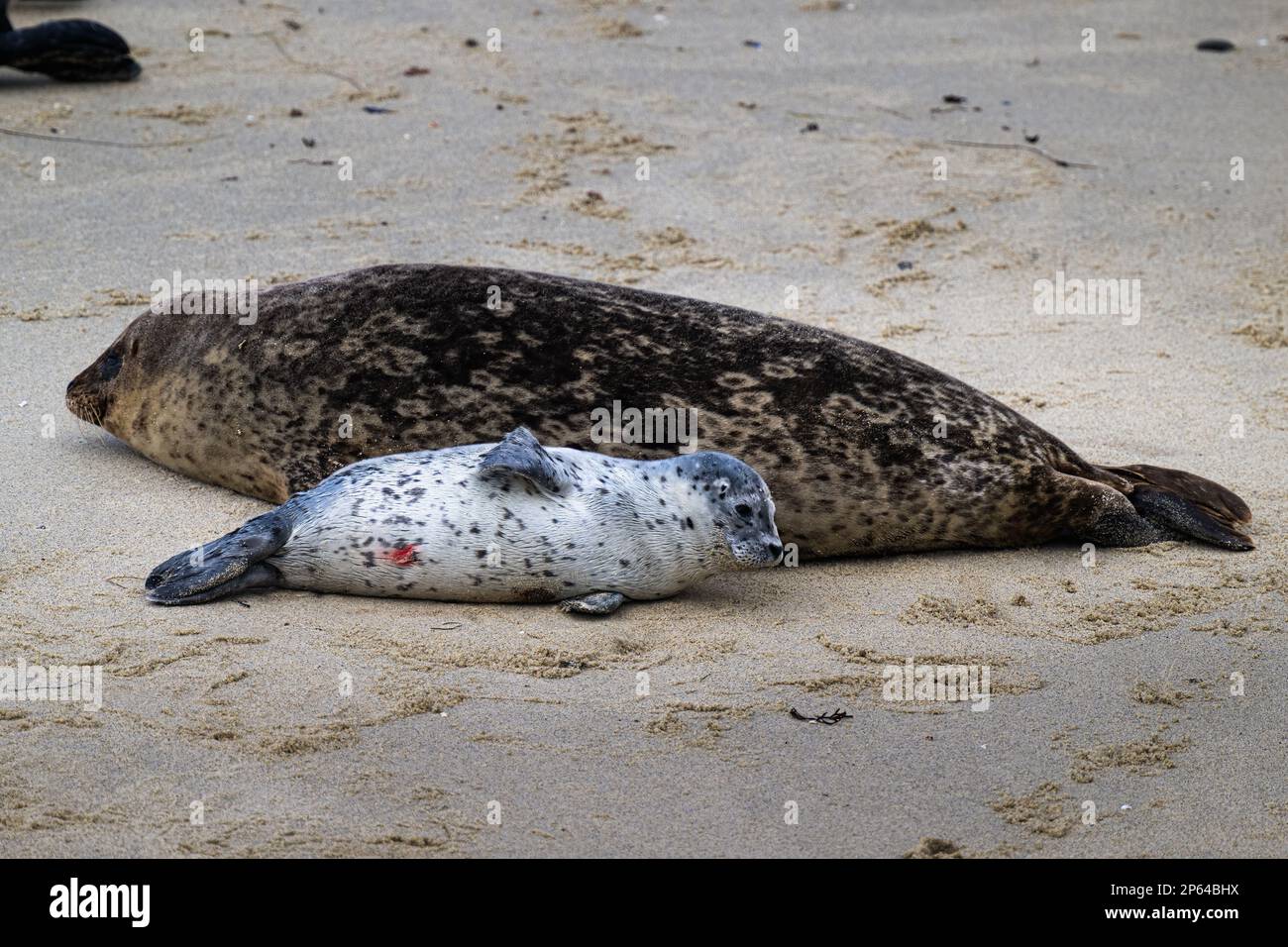 An adorable scene of two harbor seals snuggling together on a sandy ...