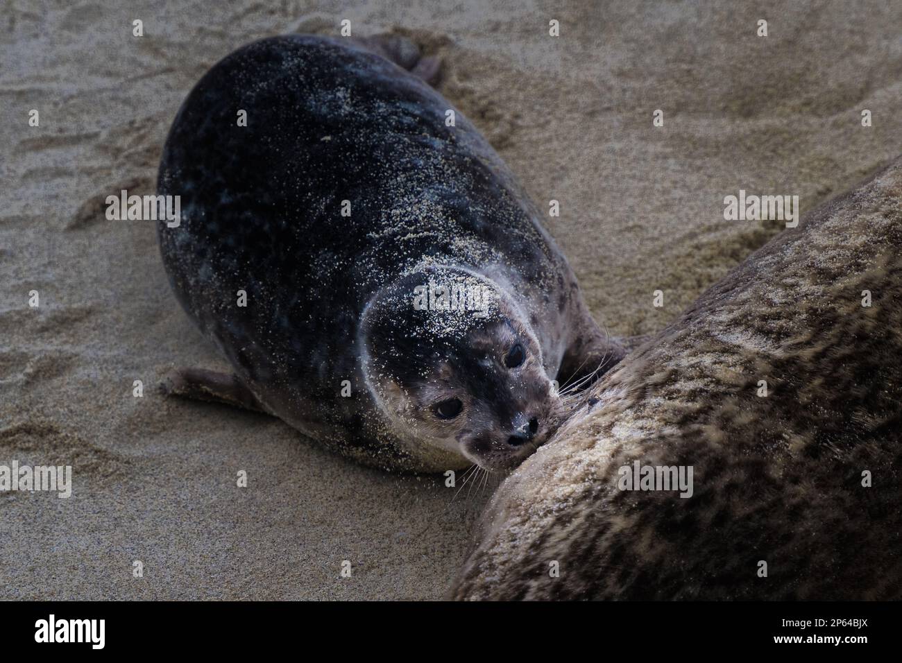 An adorable scene of two harbor seals snuggling together on a sandy ...