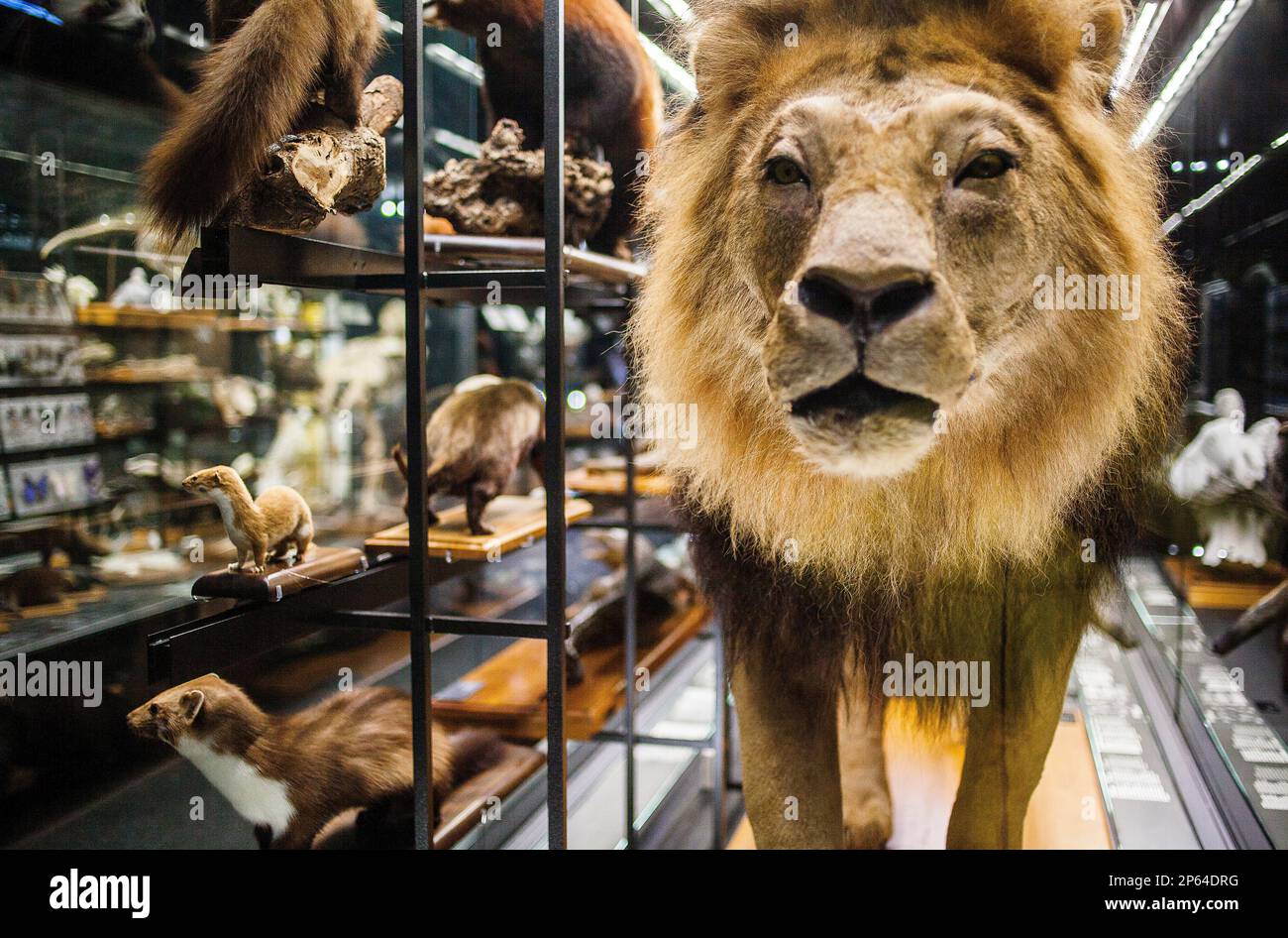 Museu Blau,museum of natural science,showcase predators . Building ...