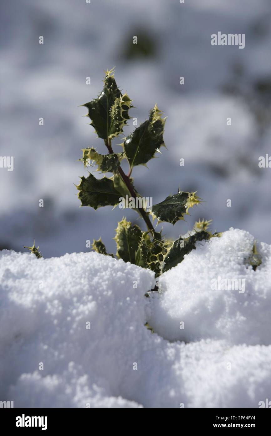 sprig of green holly peeking out of white snow in holly bush in winter ...