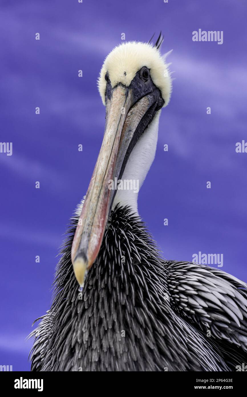 Big bird hi-res stock photography and images - Alamy