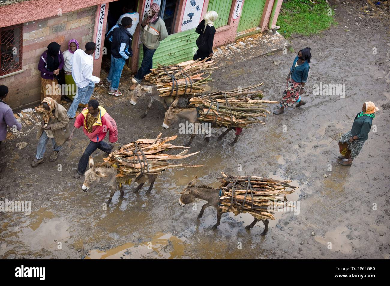 Donkeys carrying firewood, Adaba, Bale plateau, Ethiopia Stock Photo ...