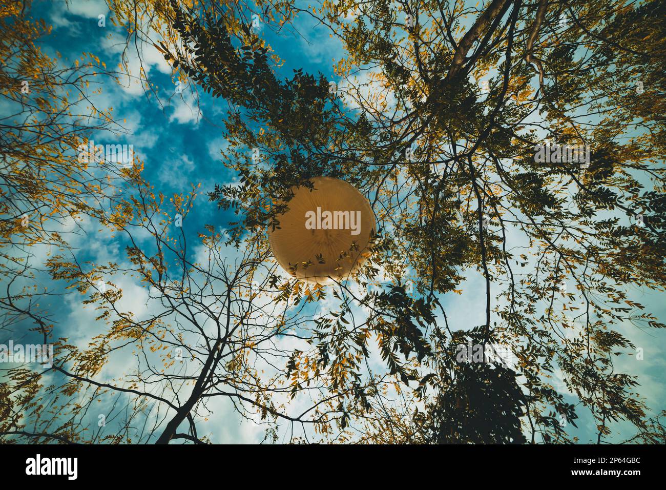 decorative ball suspended among trees Stock Photo - Alamy