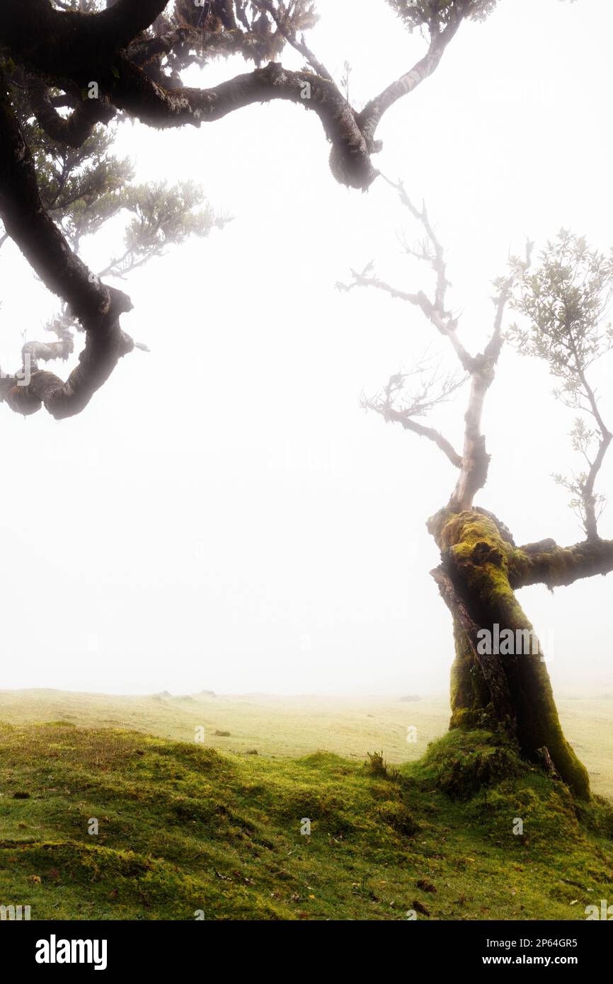 Ancient laurel tree reaching up to another, Fanal forest, Madeira Stock ...