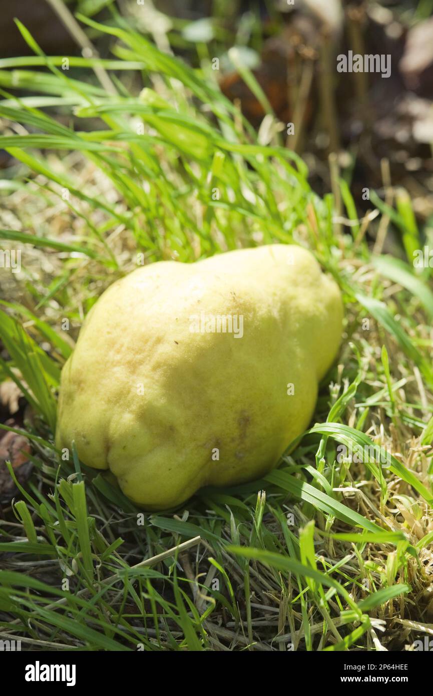 Two ripe quinces hi-res stock photography and images - Alamy