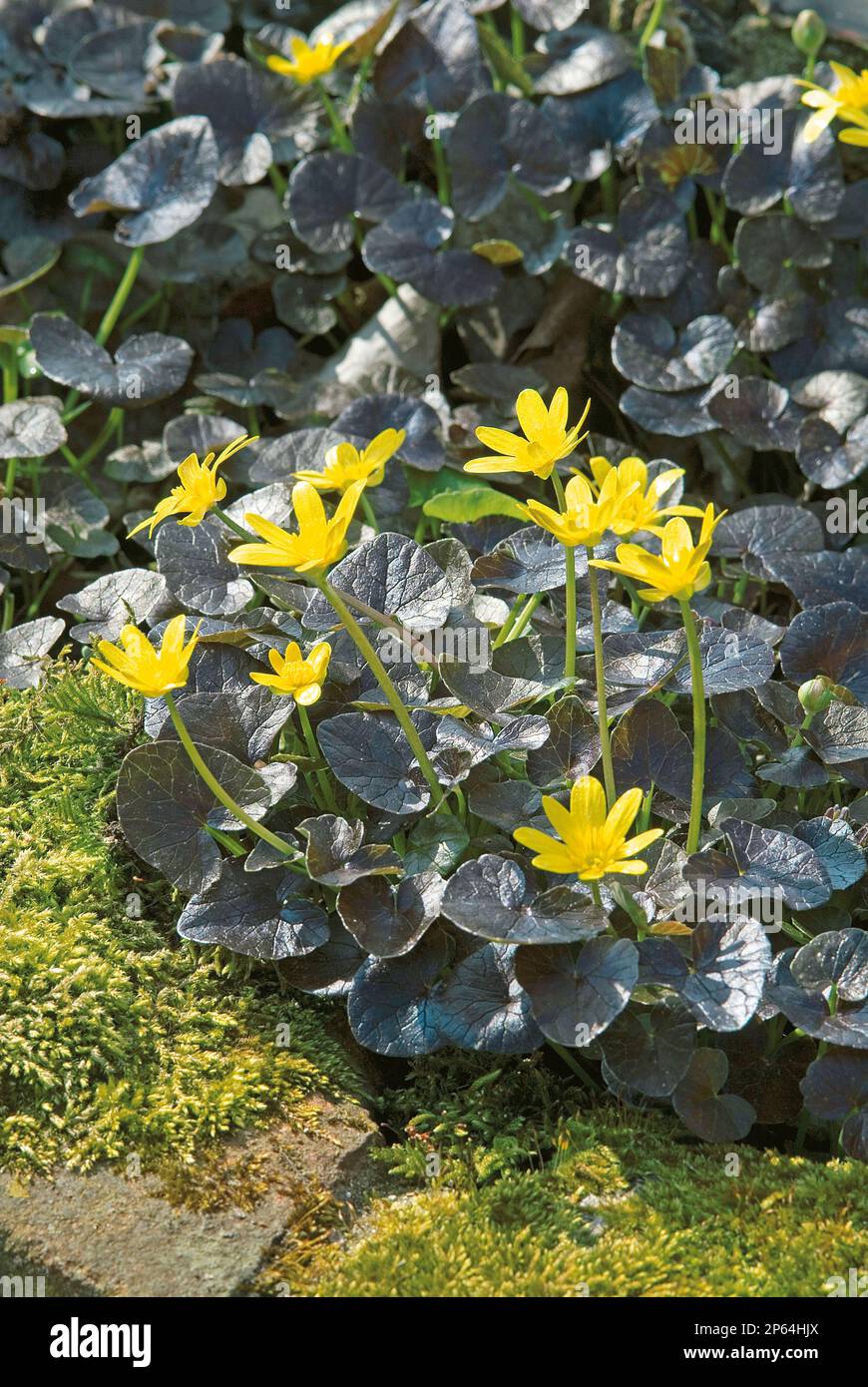 Brazen hussy hi-res stock photography and images - Alamy