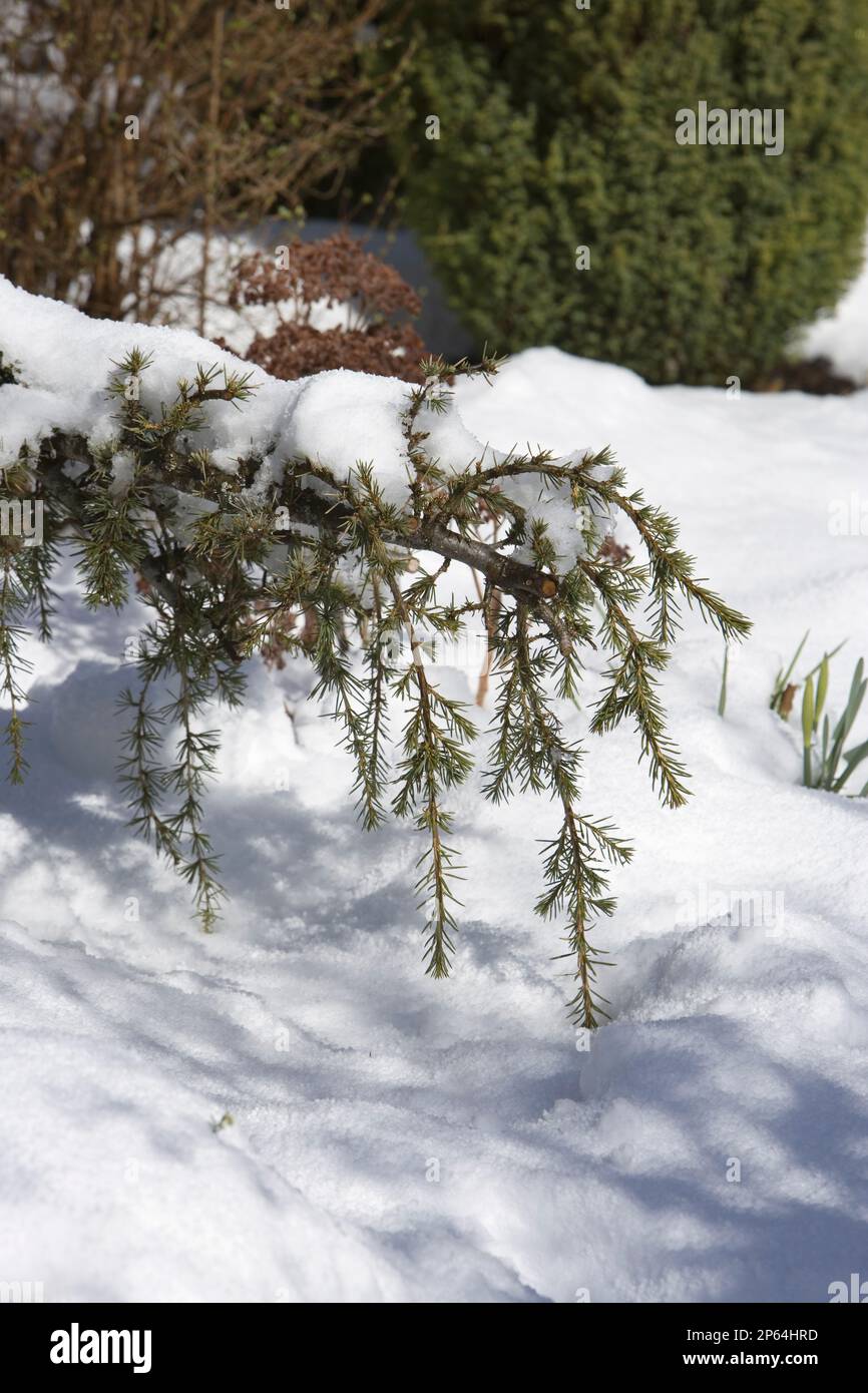 Conifers Drooping