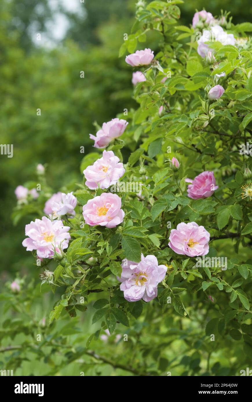 Wild climbing rose hi-res stock photography and images - Alamy