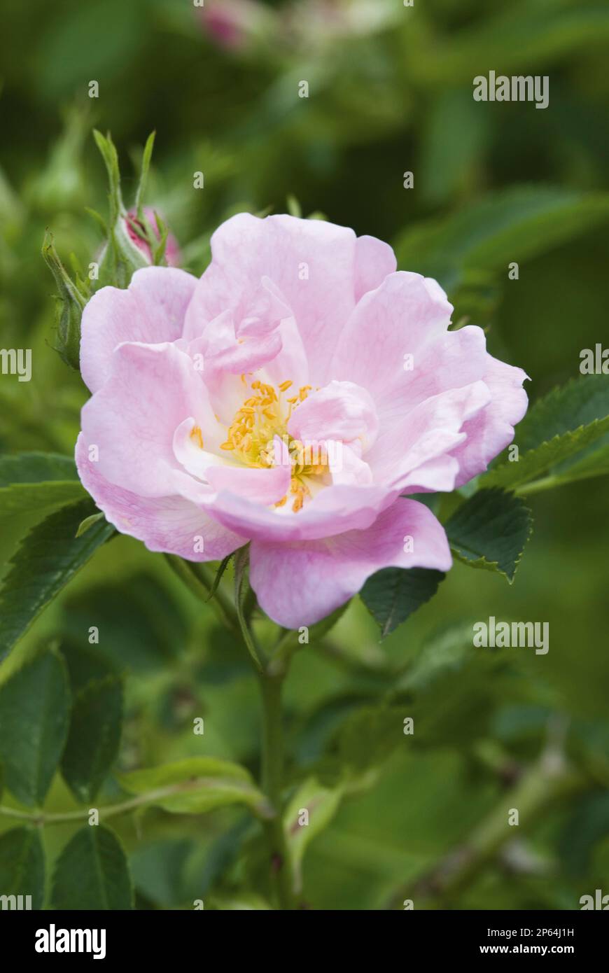 Rose tree rosa hi-res stock photography and images - Alamy